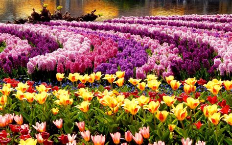 🔥 [30 ] Field Of Spring Flowers Wallpapers Wallpapersafari