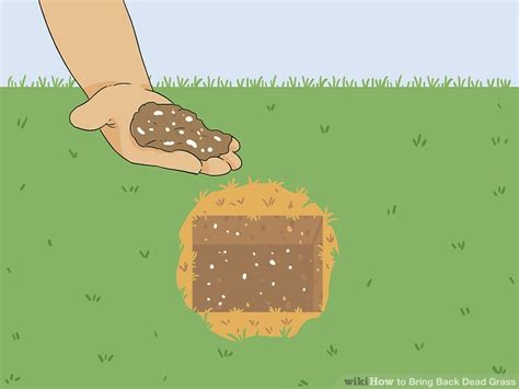 3 Ways To Bring Back Dead Grass Wikihow Life