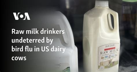 Raw Milk Drinkers Undeterred By Bird Flu In Us Dairy Cows