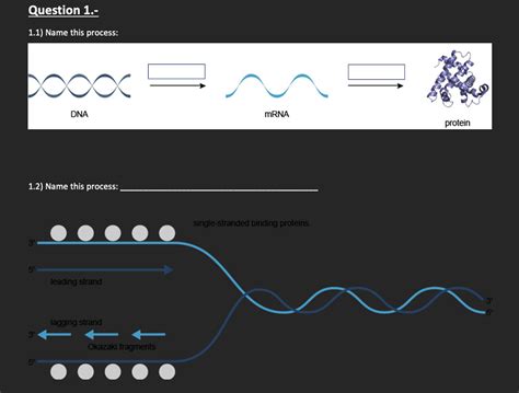 Solved Question 1 1 1 Name This Process Dna Mrna 1 2 Name This Process Single Stranded