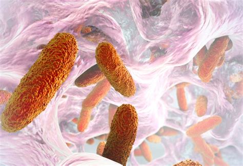Stool Test Scientific Pathological Laboratory