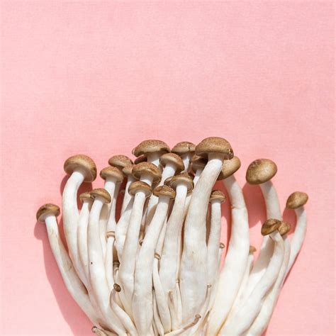 Home Mushy Girls Magic Mushroom Delivery