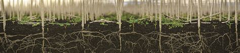Prepass Flex Herbicide Corteva Agriscience