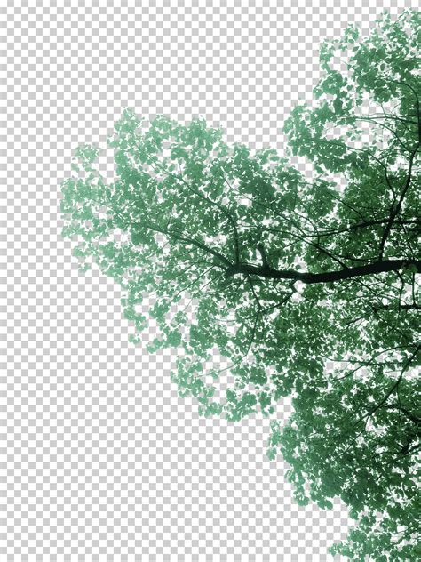 Rama verde arbol rama verde modelo hoja rama de árbol png Klipartz