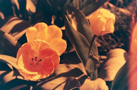 Free Images Blossom Sunlight Leaf Flower Petal Film Analog