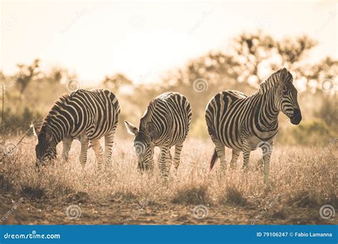 Herd Of Zebras Grazing In The Bush Wildlife Safari In The Kruger