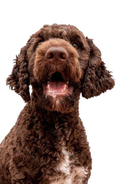 Dog Cocker Spaniel Psd 2000 High Quality Free Psd Templates For Download