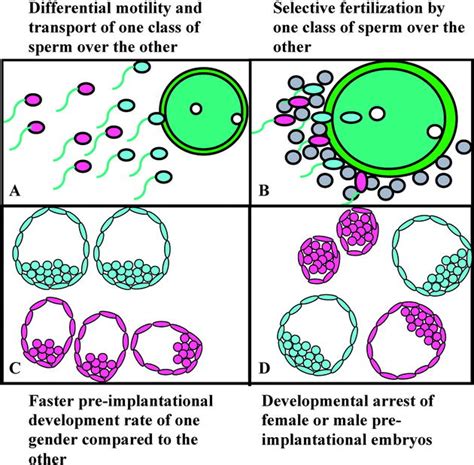 Maternal Diet And Other Factors Affecting Offspring Sex Ratio A Review