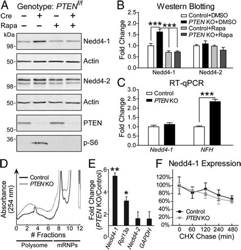 Pten Negatively Regulates Nedd4 1 Expression At The Translational