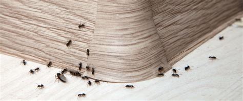 Can Pest Control Really Get Rid Of Ants