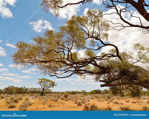 Vegetation In The Outback Of Australia Stock Image Image Of Rural