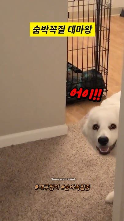 숨박꼭질에 목숨 건 댕구녀석 Youtube