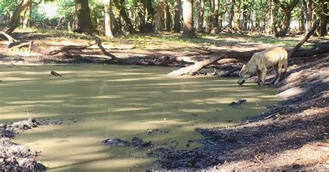 Volg De Wolf Op De Zuid Veluwe Natuurmonumenten