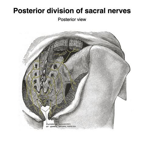 Image Radiopaedia Org