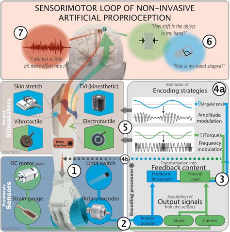 acquiring and encoding proprioceptive info for sensorimotor integration