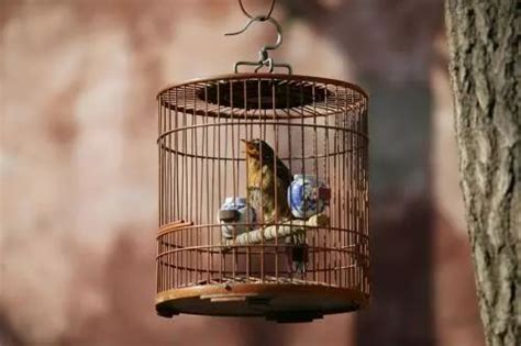 价值300万的鸟笼，看完细节终于明白了！ 搜狐大视野 搜狐新闻