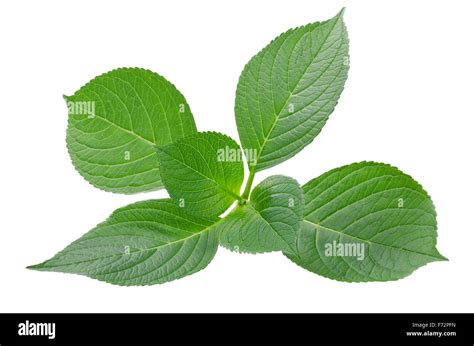 Hydrangea Macrophylla Leaf