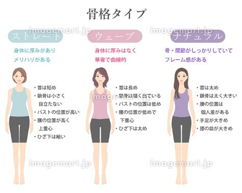 骨格診断イラスト 3タイプ 正面 180493160 イメージマート