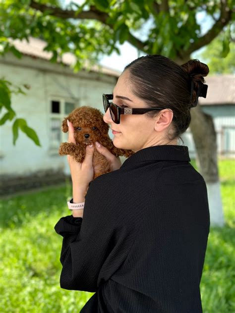 Мини той пудель