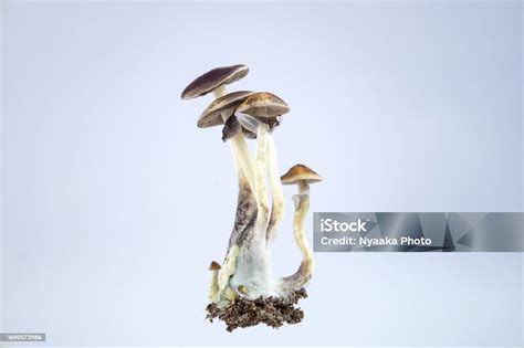 Many Mushrooms Of The Species Psilocybe Cubensis Argentina On A White