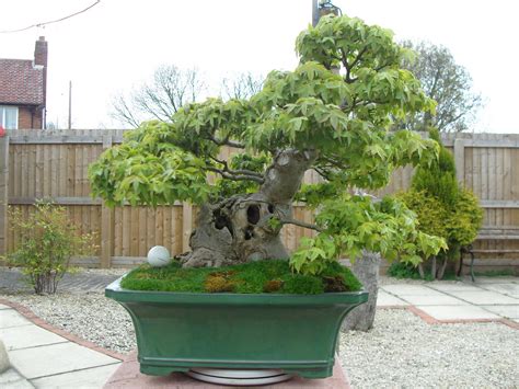 Grahams Bonsai Trident Maple