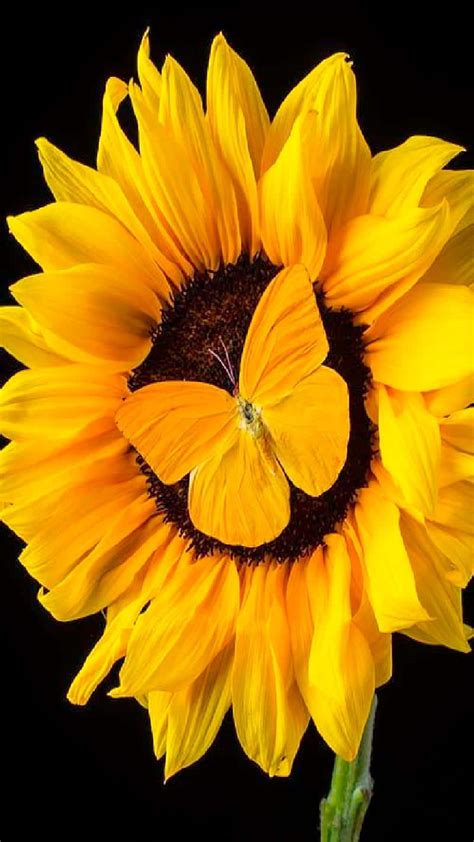 100 Sunflower And Butterfly Wallpapers