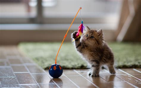 Daisy The Worlds Cutest Cat Becomes Internet Sensation