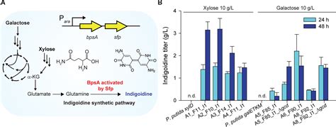 Pseudomonas Putida Kt2440
