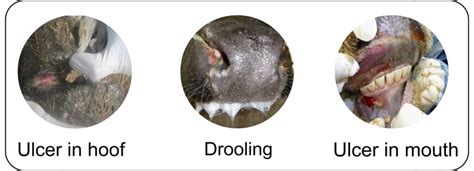 Module 1 Beef Cattle Biosecurity