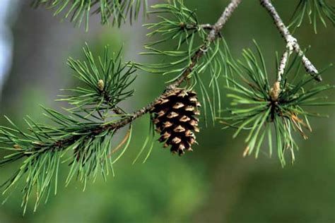 All Purpose Pine Mother Earth Living