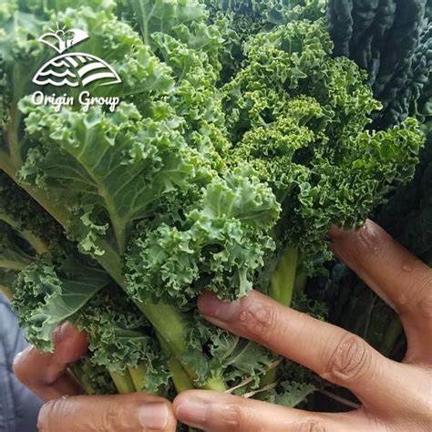 Cải Xoăn Kale Origingroup
