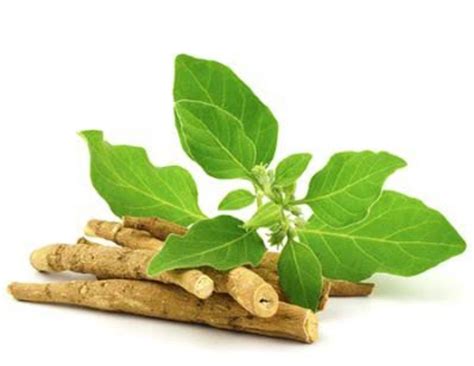 Pratap Singh Raghuwanshi Raghuwanshi On Linkedin How Ashwagandha