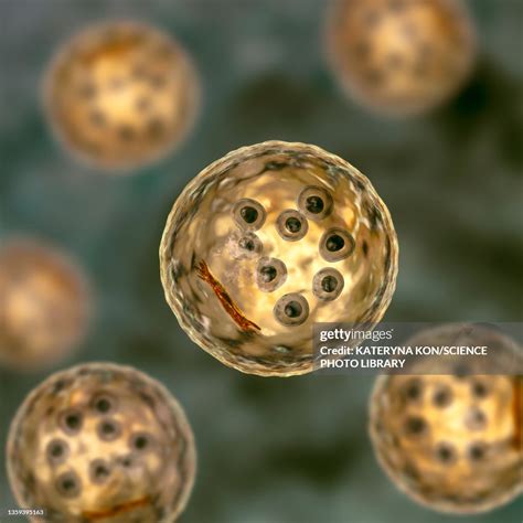 Cysts Of Entamoeba Coli Protozoan Illustration High Res Vector Graphic