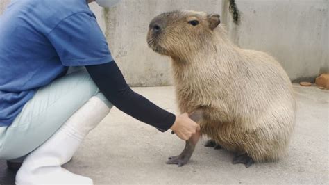 サンドウィッチマンのどうぶつ園飼育員さんプレゼン合戦 Zoo 1グランプリ Cbcテレビ 2020年9月13日（日）午後200～324