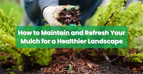 How To Maintain And Refresh Your Mulch In Bradenton Fl