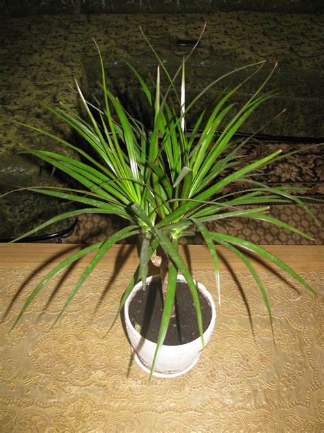 Toxic Houseplants For Cats Pictures