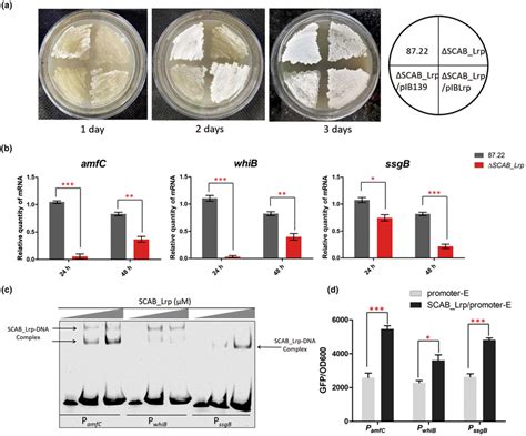 Scablrp Is Directly Involved In The Morphological Differentiation Of Download Scientific