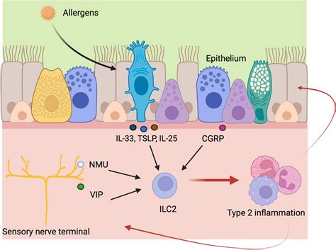 Non Respiratory Functions Civil Services Preparation Online Upsc