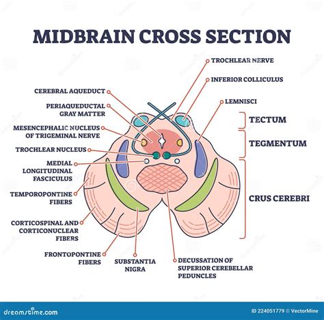 Midbrain Cross Section With Labeled Brain Structure Parts Outline