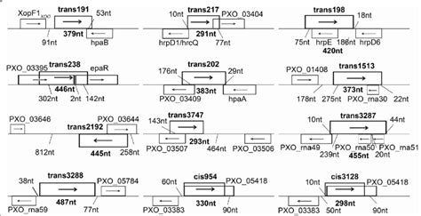 Schematic Presentation Of The Genomic Positions Of Selected Srna Genes Download Scientific