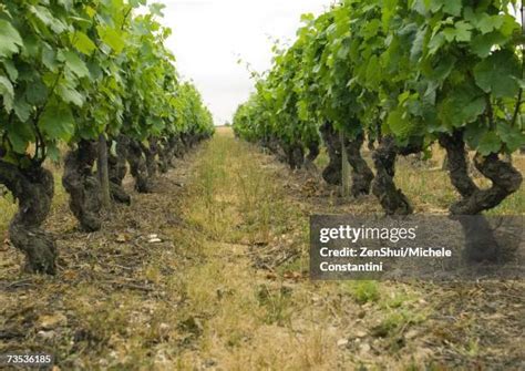 Vineyard Soil Detail Photos And Premium High Res Pictures Getty Images