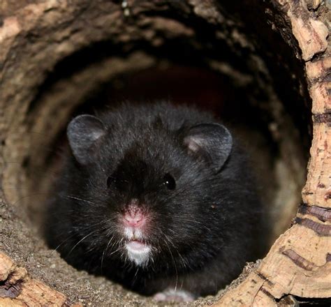 Hamster Syrian Black
