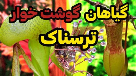 گیاهان گوشتخوار ترسناک که حیوانات زنده می خورندگیاهان گوشت خوار ترسناک
