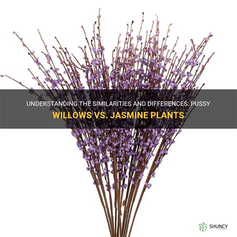 Understanding The Similarities And Differences Pussy Willows Vs