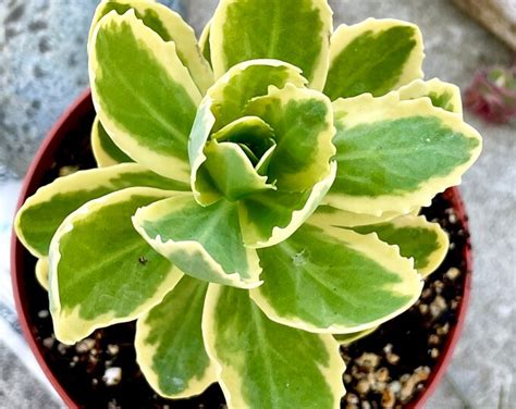 4 Pot Of Variegated Sedum Sedum Autumn Charm Succulent Plant Etsy