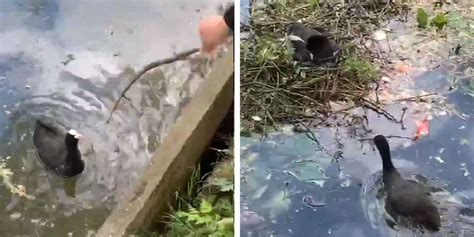 Wild Bird Happily Lets People Help Him Build His Nest The Dodo