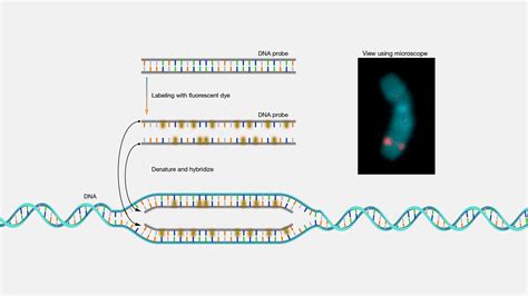 Fluorescent In Situ Hybridization Fish Download Scien