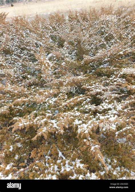 Common Juniper Juniperus Communis Plantae Hazel Bird Nature Reserve