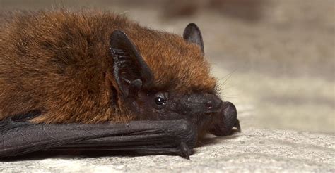 La Morphologie De La Chauve Souris Dossier