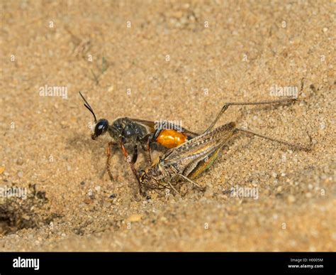 Caccia Al Maschio E Alla Femmina Immagini E Fotografie Stock Ad Alta